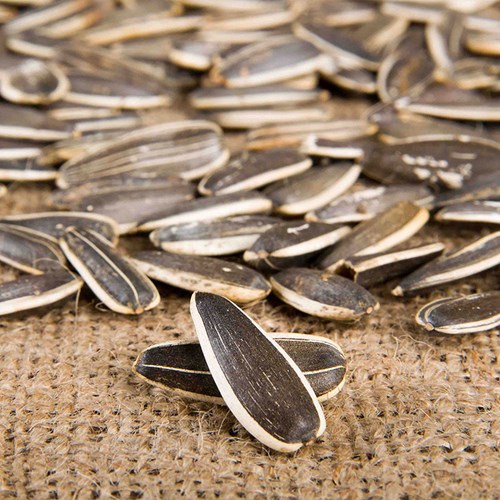 Çiğ Siyah Çekirdek Fiyatı - Özgür Leblebi