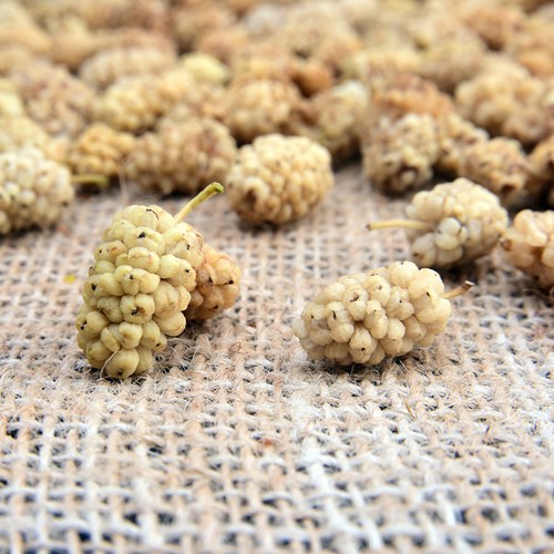 Dut Kurusu Ulukale | Özgür Leblebi